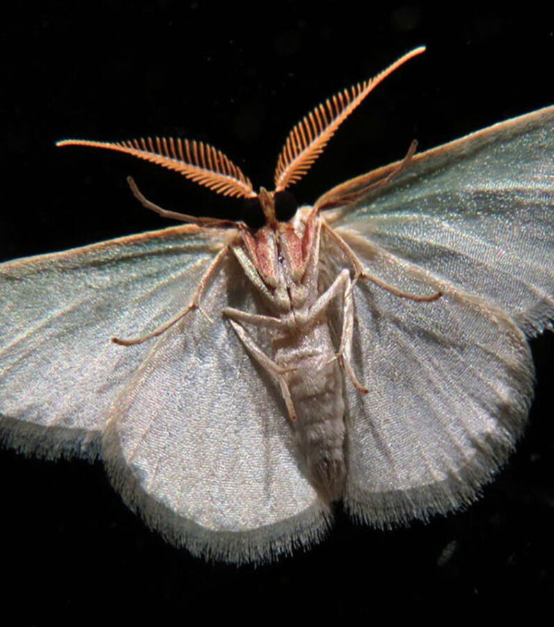 Pourquoi les papillons de nuit sont-ils attirés par les lampes