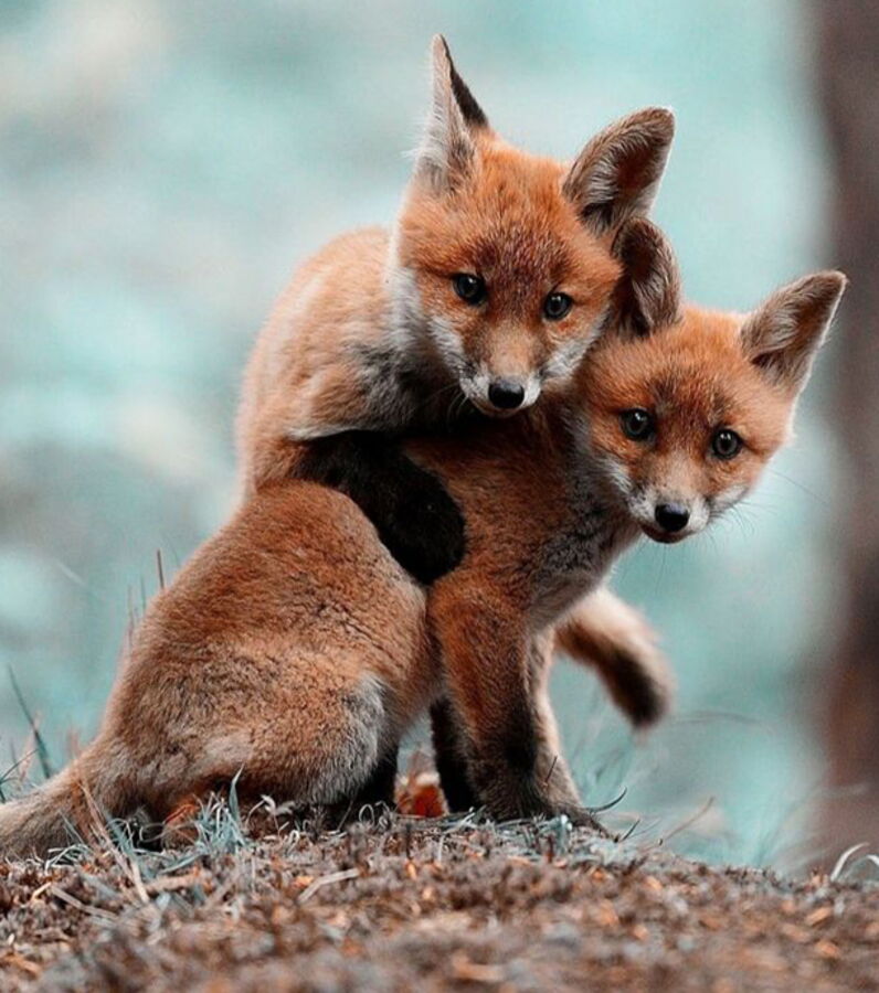 Top 10 de renardeaux beaucoup trop mignons