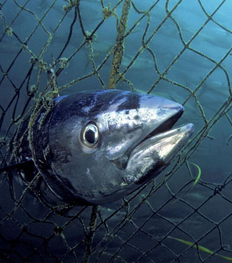 Photos : Voici les 5 grandes menaces qui pèsent sur la faune de nos océans…