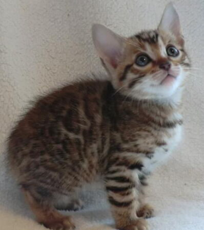 Photos : 10 chatons Bengale qui vont vous faire craquer
