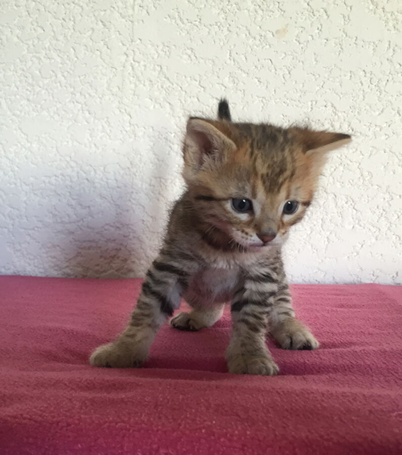 Photos : 10 chatons Bengale qui vont vous faire craquer