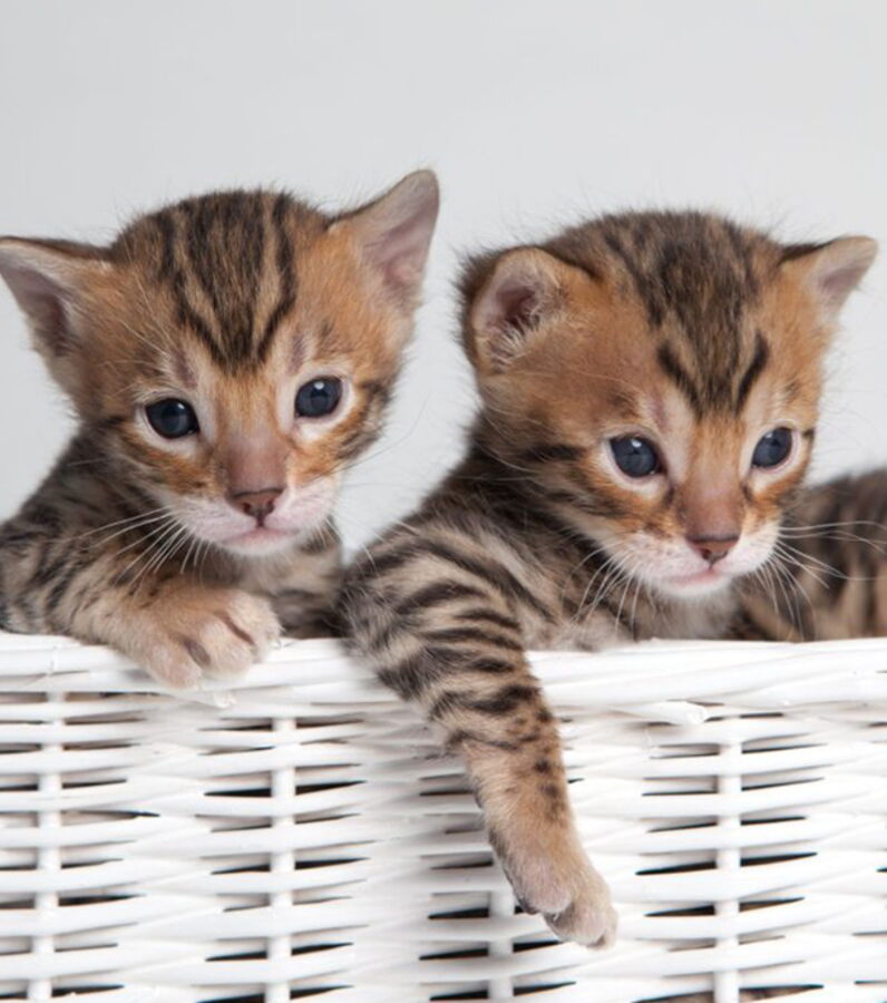 10 chatons Bengale qui vont vous faire craquer