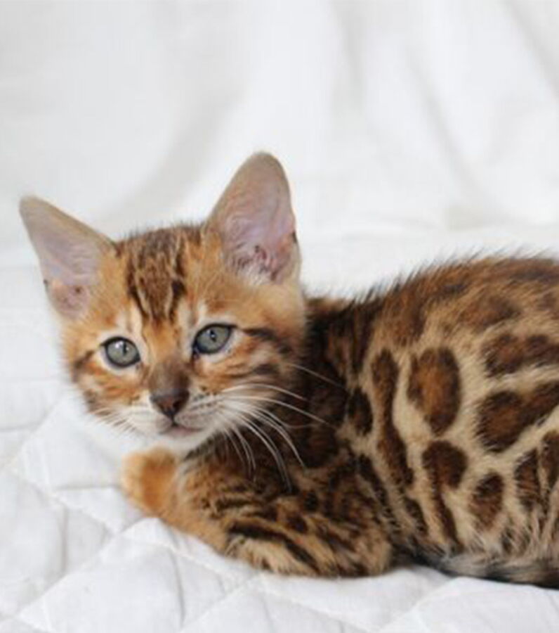 Photos : 10 chatons Bengale qui vont vous faire craquer