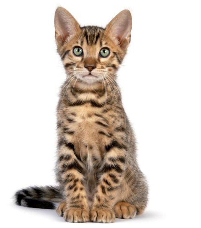 Photos : 10 chatons Bengale qui vont vous faire craquer