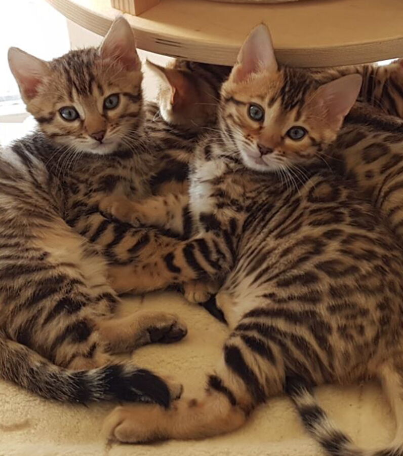 Photos : 10 chatons Bengale qui vont vous faire craquer