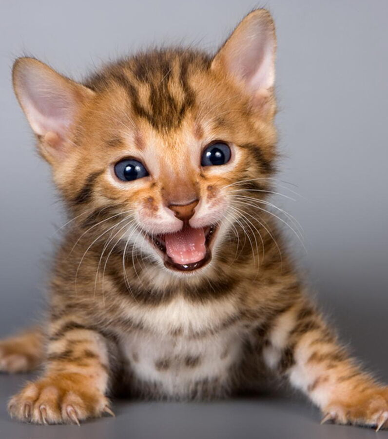 Photos : 10 chatons Bengale qui vont vous faire craquer