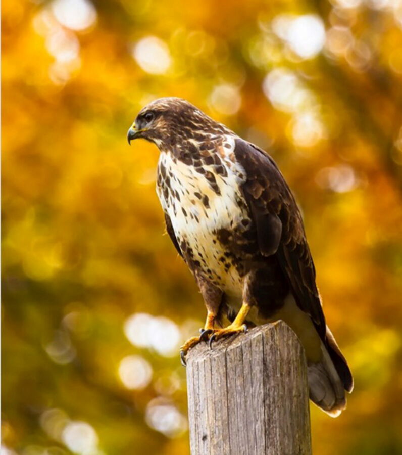 Yvelines : des perchoirs installés pour les rapaces des campagnes