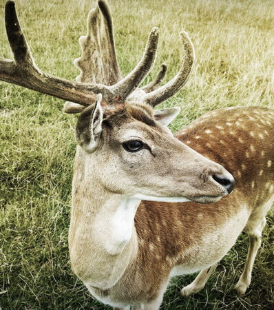 Photos : La terrifiante maladie des cerfs-zombies pourrait contaminer l ...