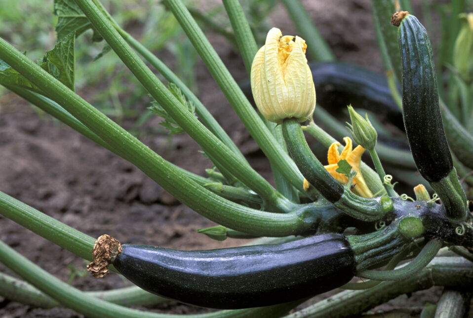 Photos : Quels sont les bienfaits de la courgette