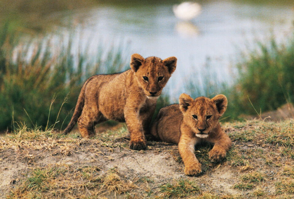 Photos : 12 animaux Disney qui seraient vraiment différents dans la ...