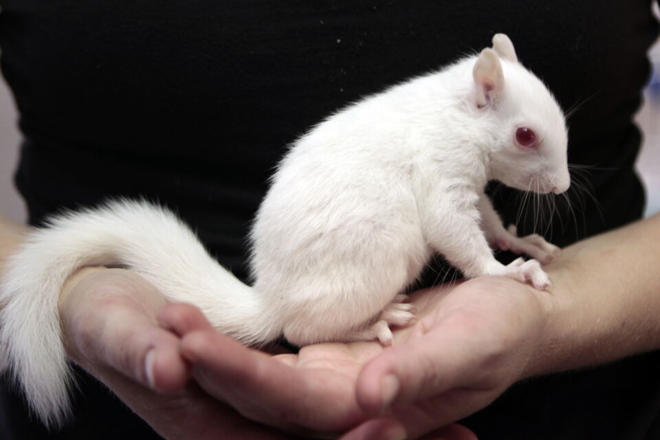 Voici 20 photos rarissimes et absolument incroyables d'animaux albinos